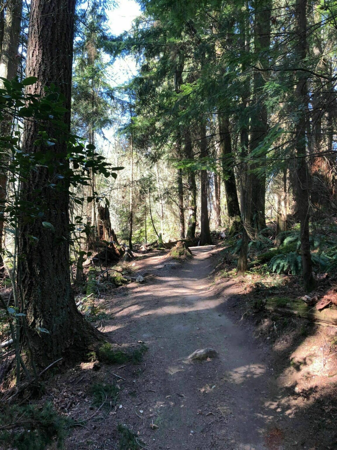 10 Best Burnaby Trails For An Easy Day Out In Nature