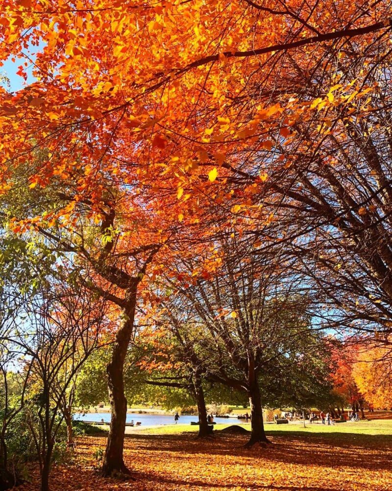 9 Best Spots To See Fall Foliage In Vancouver