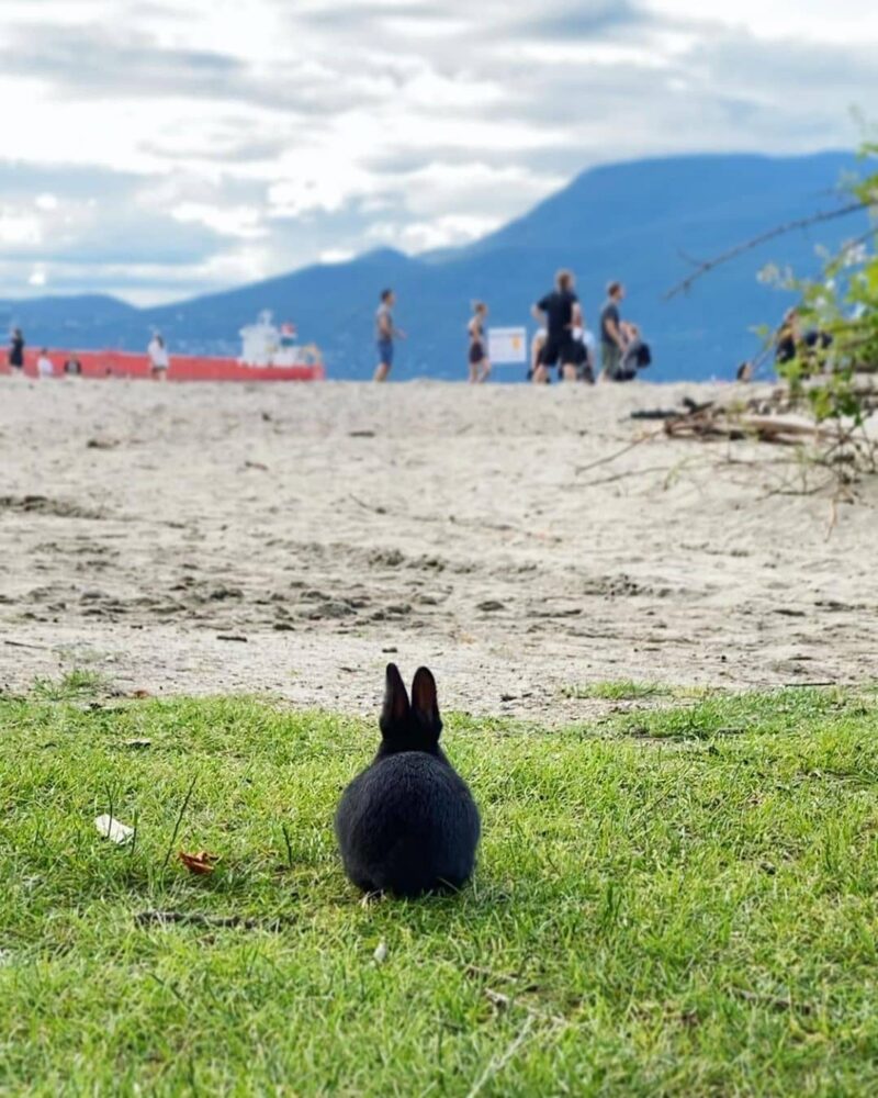 Jericho Beach | Things to Do, Parking, and Safety Tips | Vancouver Food ...
