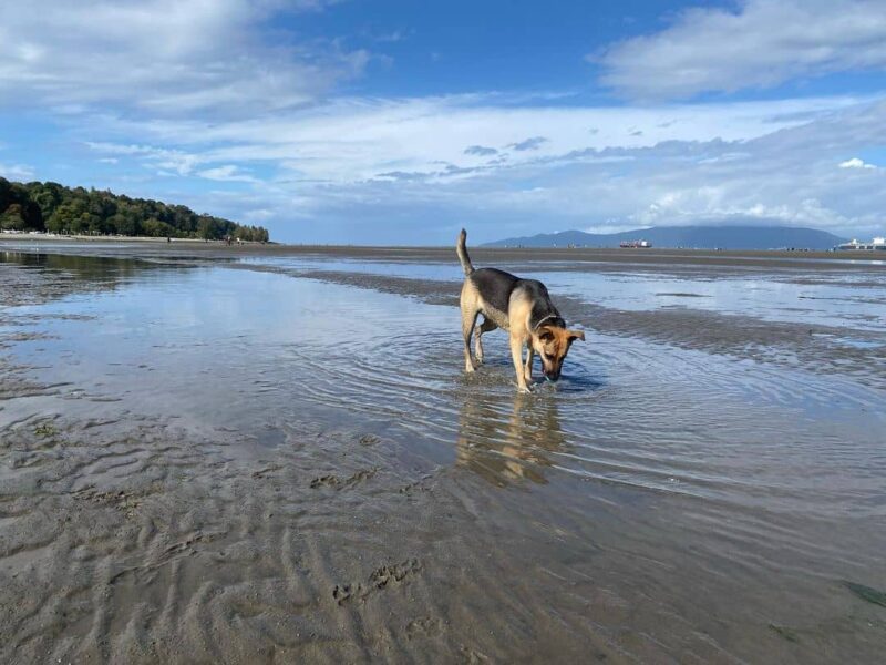 Spanish Banks Beach | Things to do & see | Vancouver Food Blog