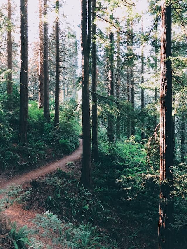 8 Best Portland Hikes To Hit Up And Explore In 2024