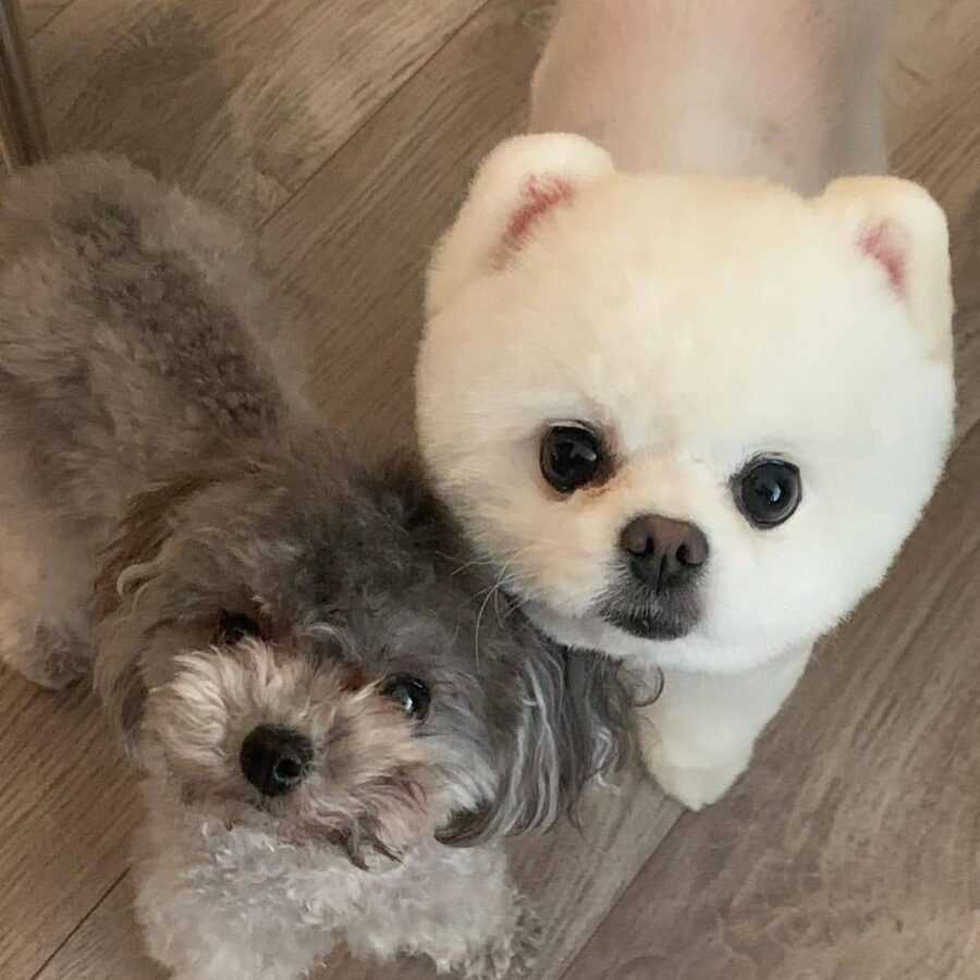 Dogopia: Richmond's First Dog Cafe Pop-Ups Will Steal Your Heart With ...