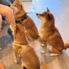 Dogopia: Richmond's First Dog Cafe Pop-Ups Will Steal Your Heart With ...