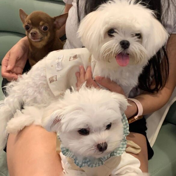 Dogopia: Richmond's First Dog Cafe Pop-Ups Will Steal Your Heart With ...