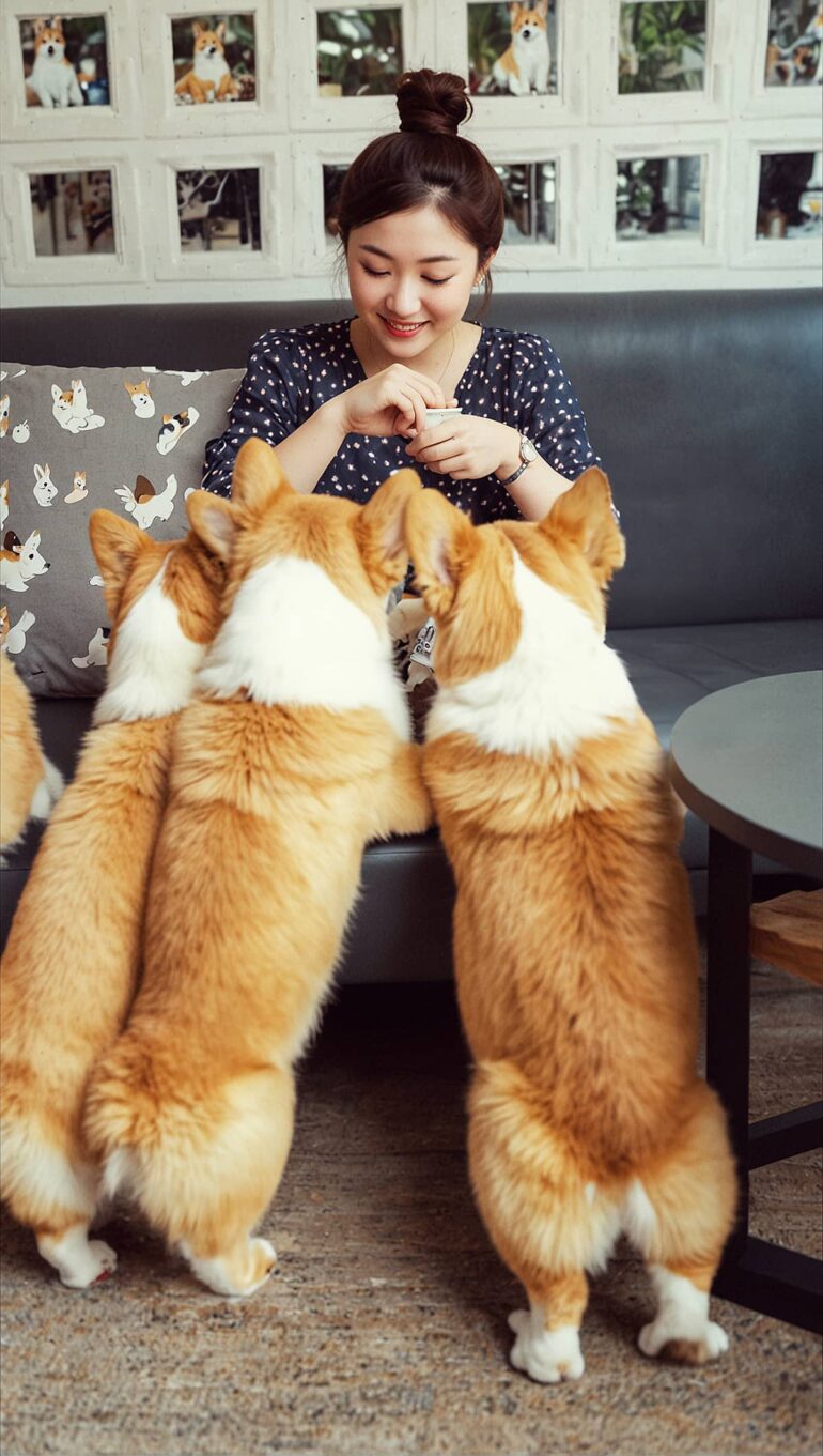 North America's First Corgi Café Is Opening In Downtown Vancouver This ...