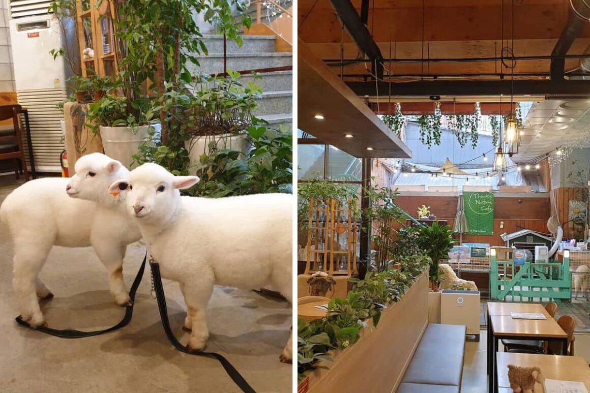 This Sheep Cafe Lets You Sip Your Coffee Next To Two Adorable Sheep!