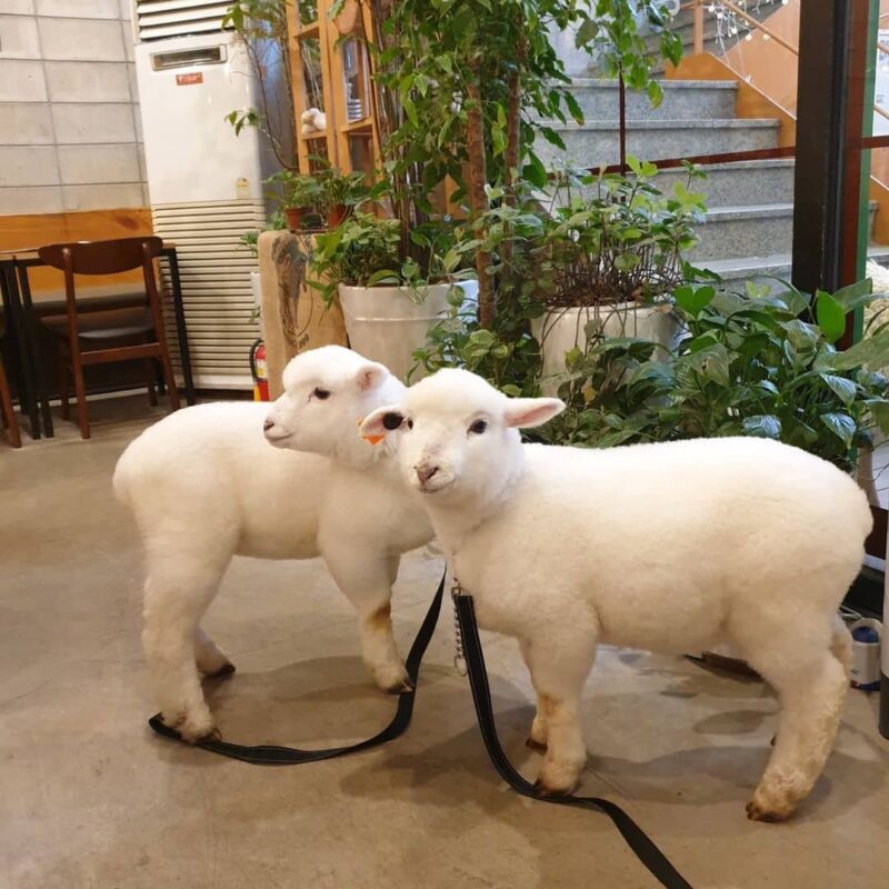 This Sheep Cafe Lets You Sip Your Coffee Next To Two Adorable Sheep!