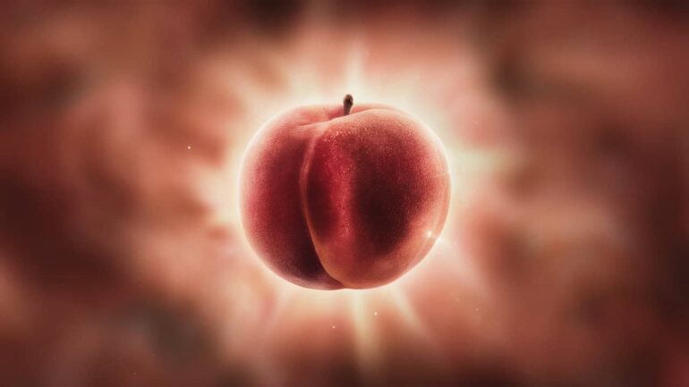 15 Wild Peach Facts So Sweet They’ll Blow Your Mind