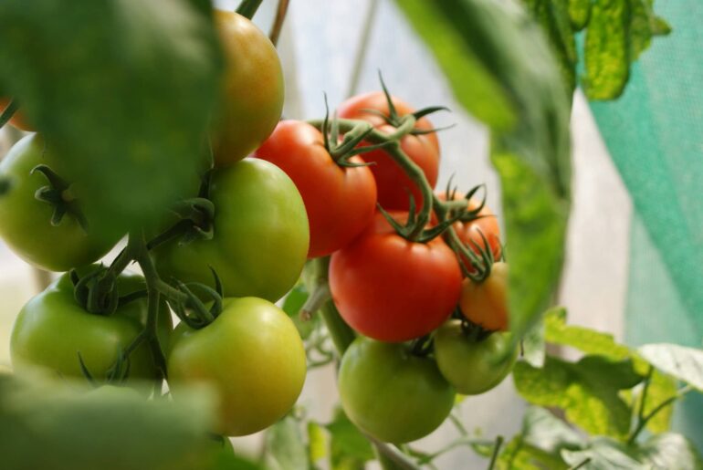 15 Tomato Facts That You Should Know About