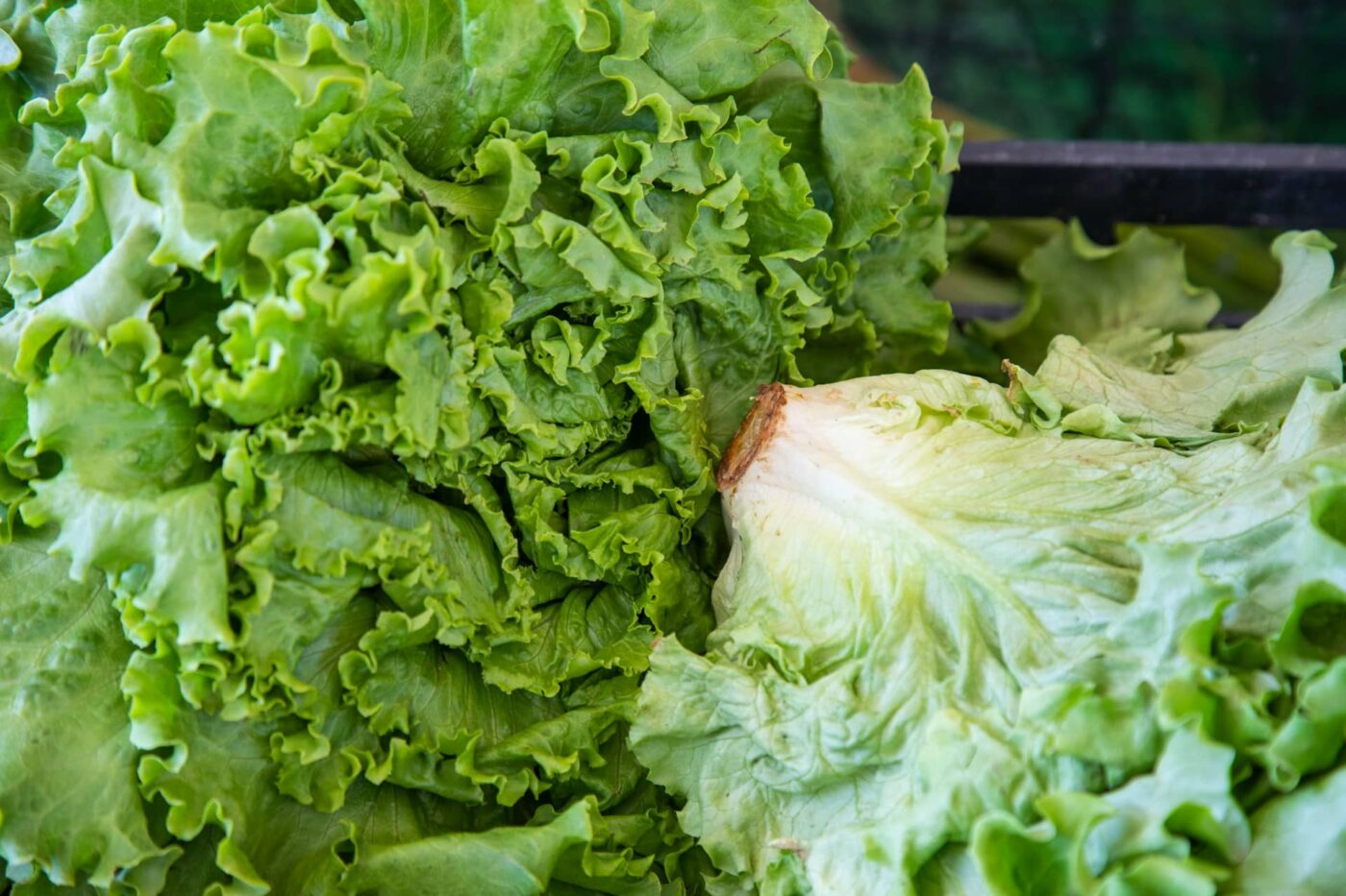 15 Weird Lettuce Facts You Didn’t Know You Needed (Until Now)