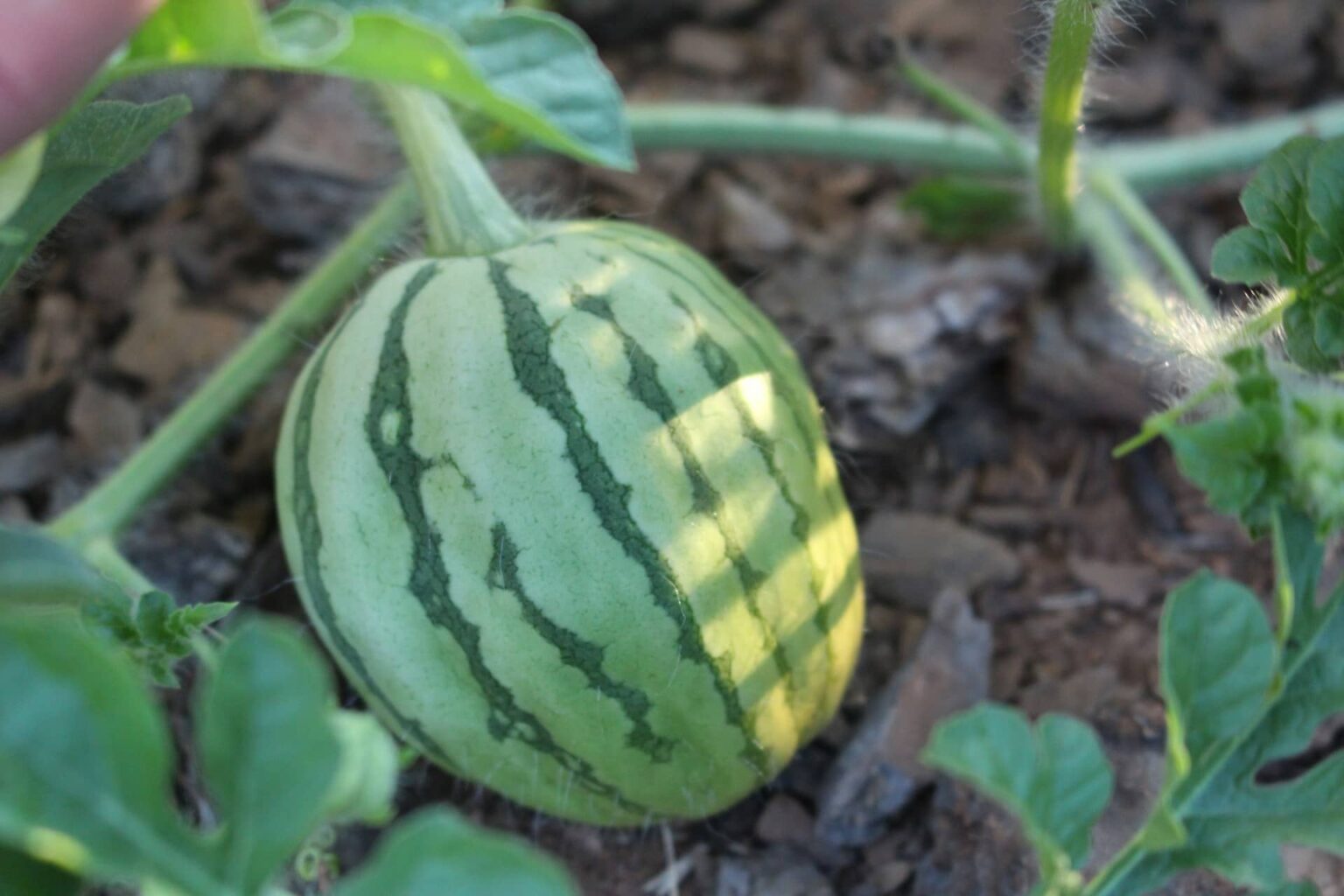 15 Strange Watermelon Facts That Will Blow Your Mind