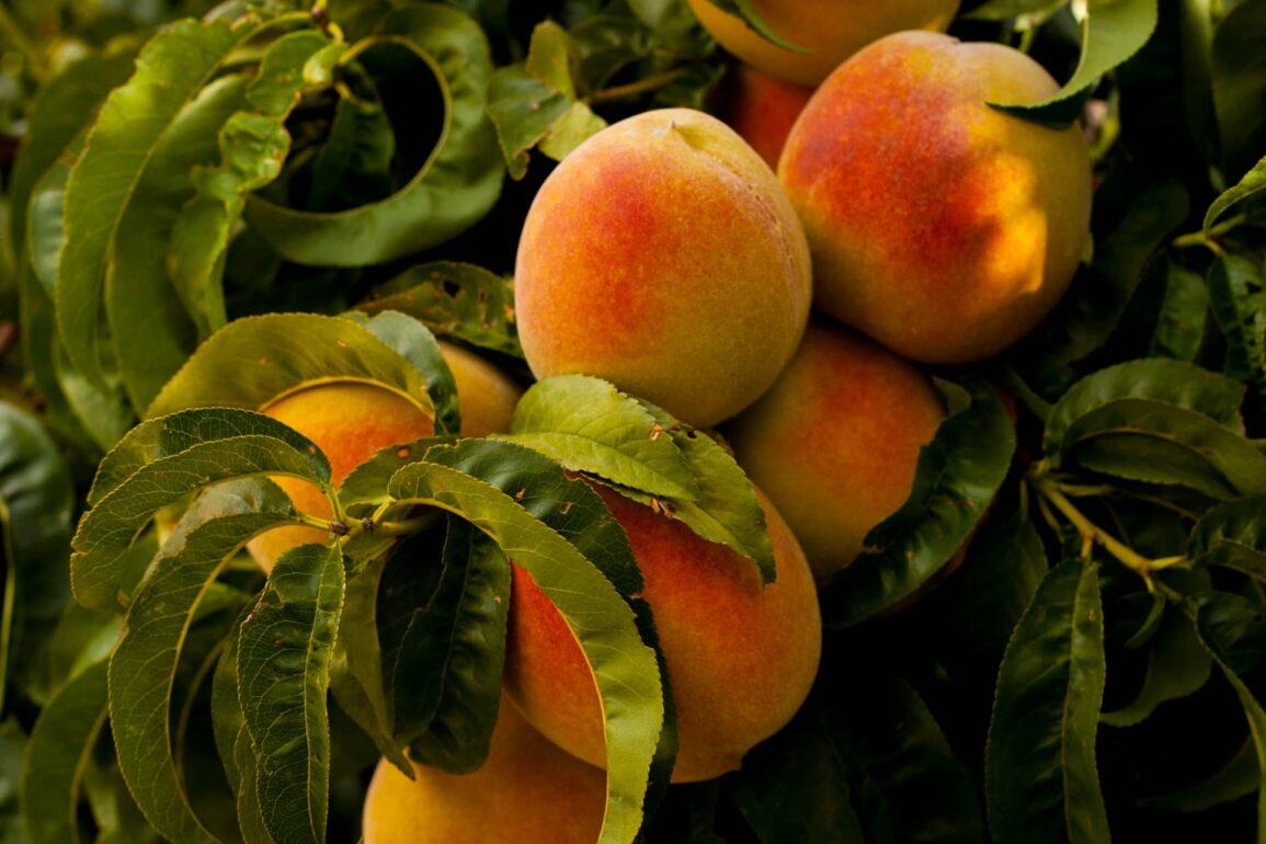 15 Wild Peach Facts So Sweet They’ll Blow Your Mind