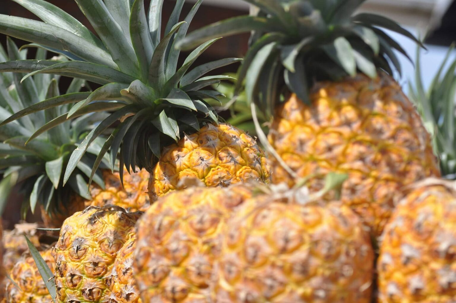 15 Weird Pineapple Facts So Juicy They’ll Make You Pine for More