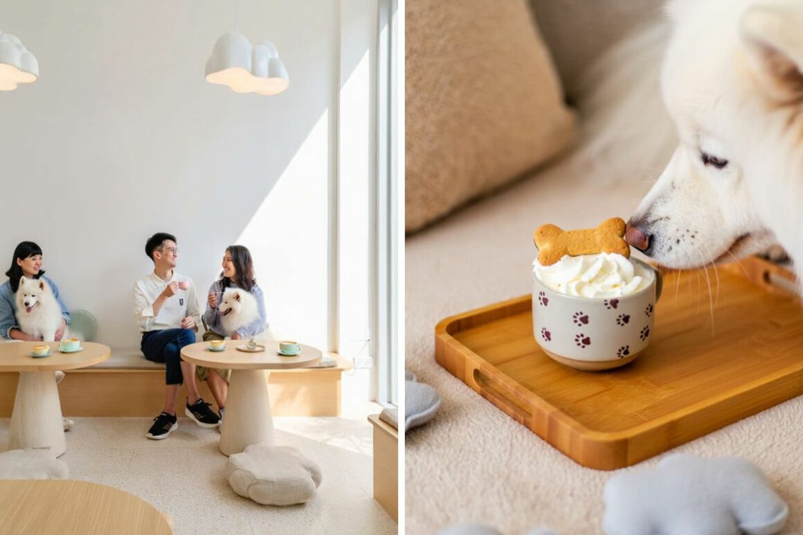 Canada's First Samoyed Cafe Opening This Summer in Downtown Vancouver ...